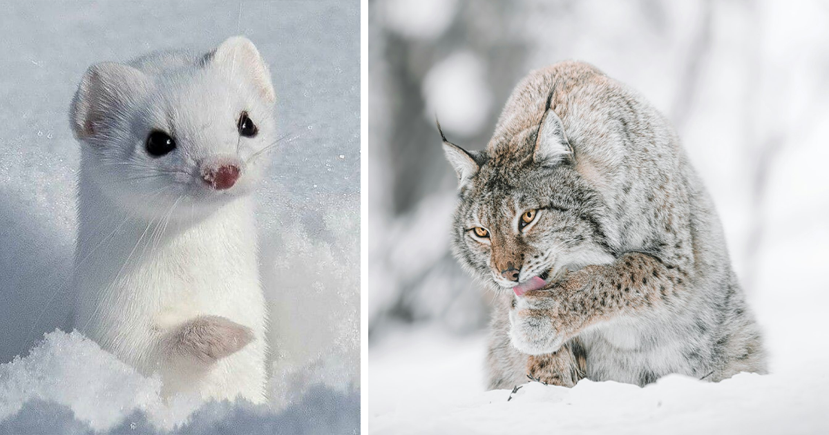20 Pawdorable Snowy Animals to Warm Up Your Heart on This Cold Winter ...