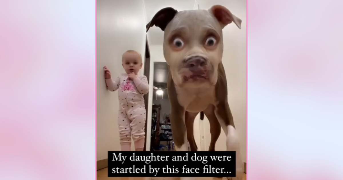 20 Animal Memes for Moms Who Have Paws-itively Adorable Bonds With ...