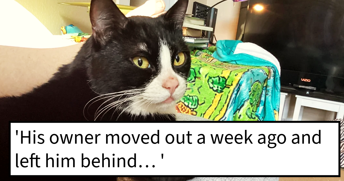 ‘He's a sweet, lovey boy who wants to be around people.’: Abandoned cat ...