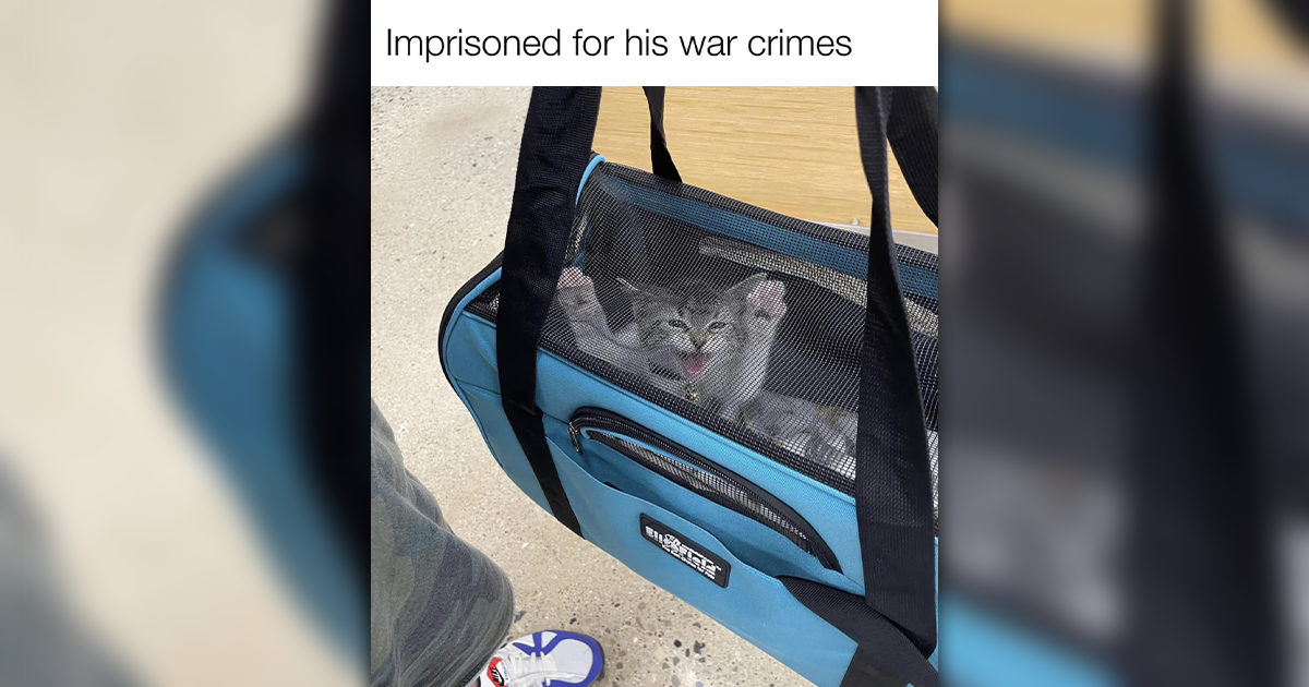 Introvert Cat Memes That Accurately Depict the Desire to Be a Grumpy ...