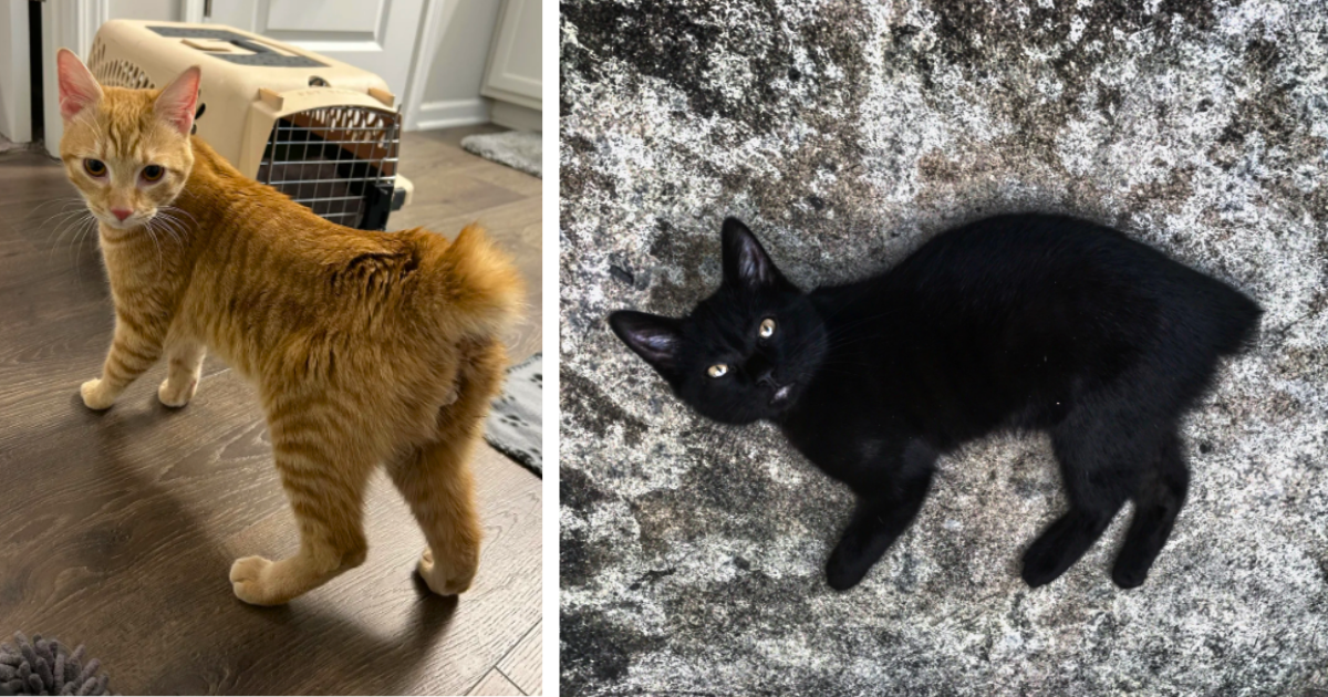 palingates: Trig Palin