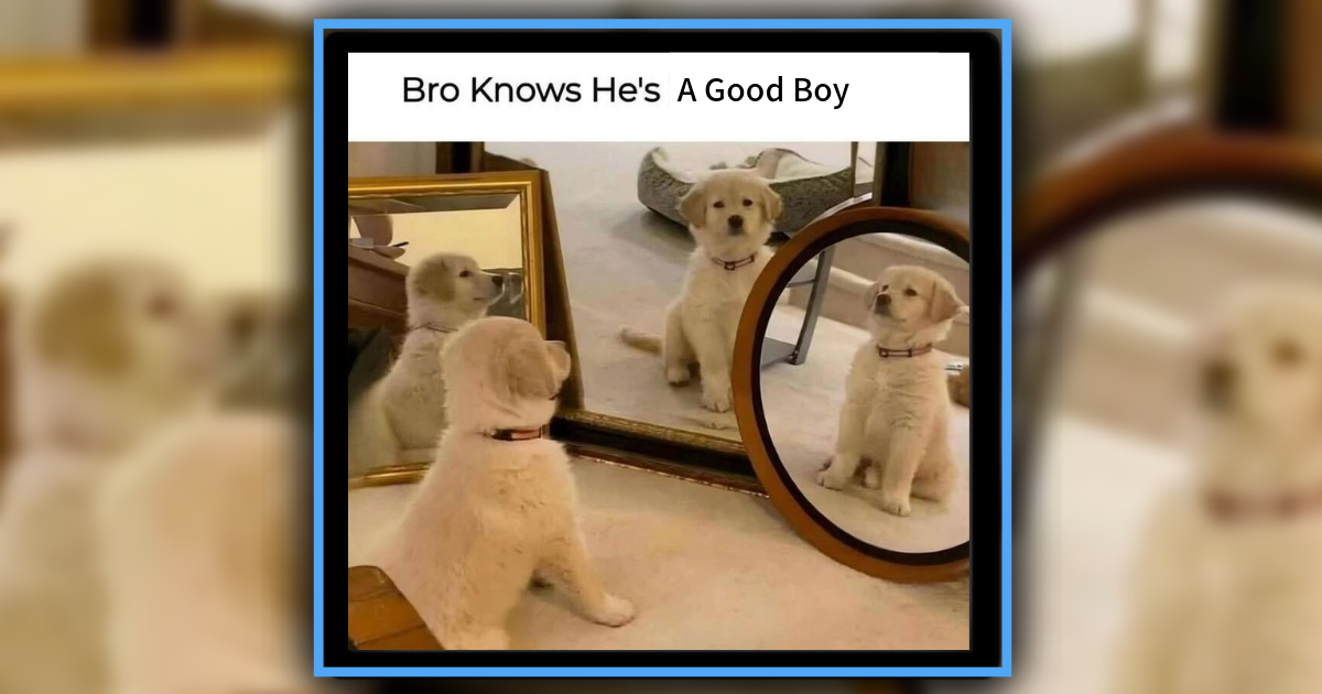 I'm a Good Boy (and I Know It): 32 Wholesome Memes of Pawfectly Behaved ...