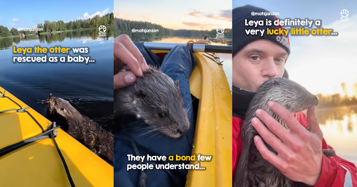 Friendly guy rescues river otter as a baby, releases her back into the wild when she's fully ...