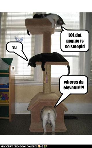 I Has A Hotdog - Dog Pictures - Funny pictures of dogs - Dog Memes ...