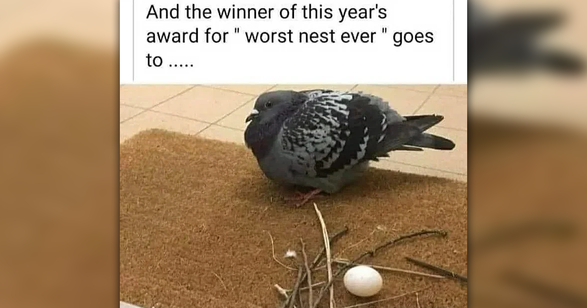 24 Uplifting Funny Memes Of Animals Being Complete And Total Derps ...