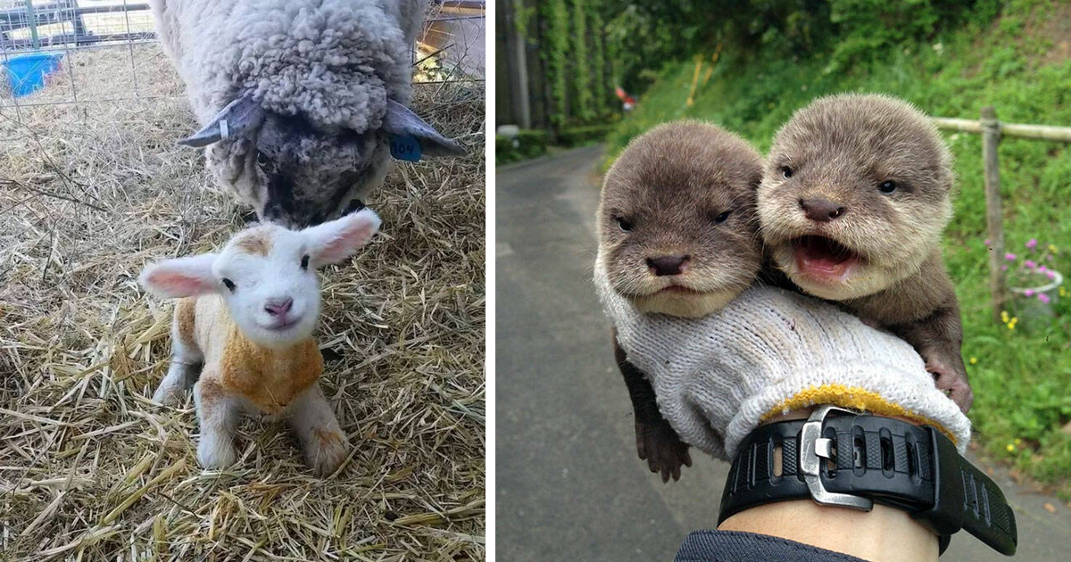 20 Itty Bitty Cute Baby Animals To Bring A Smile To Your Face (February ...
