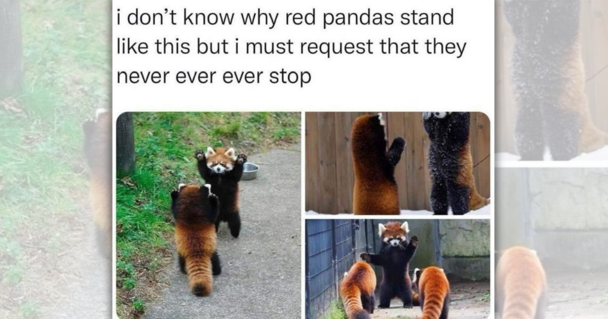 Adorable Assortment of Animal Memes Adding Awoooos and Howls to Your ...