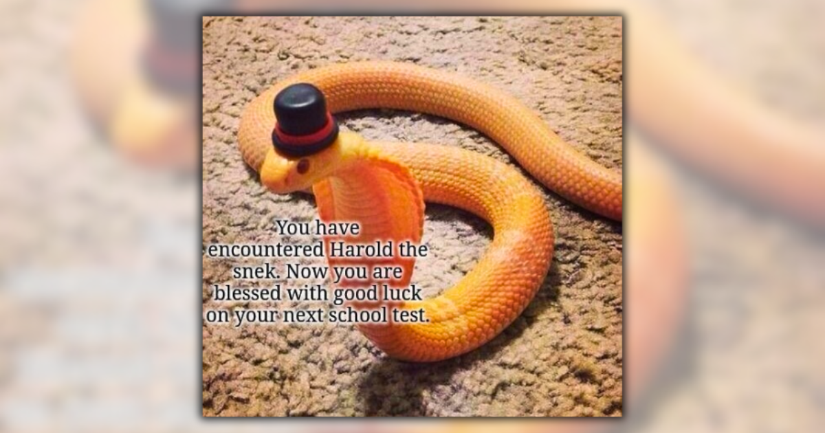 26 Amicable Animal Memes Being Funny and Friendly For a Fantastic ...