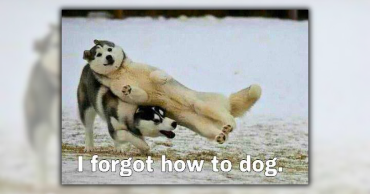 23 Doofus Dog Memes Darting All Over the Weekend to Spread Smiles For ...