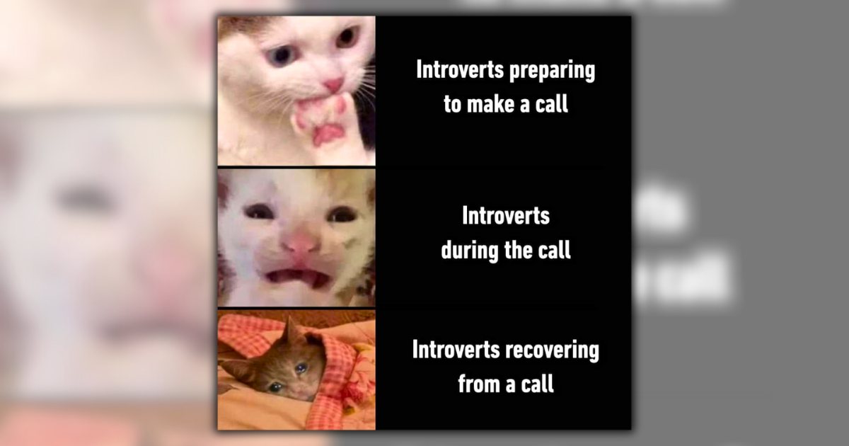 23 Socially Silly Cat Memes for Introverts Infatuated With Fluffy Felines More Than Other ...