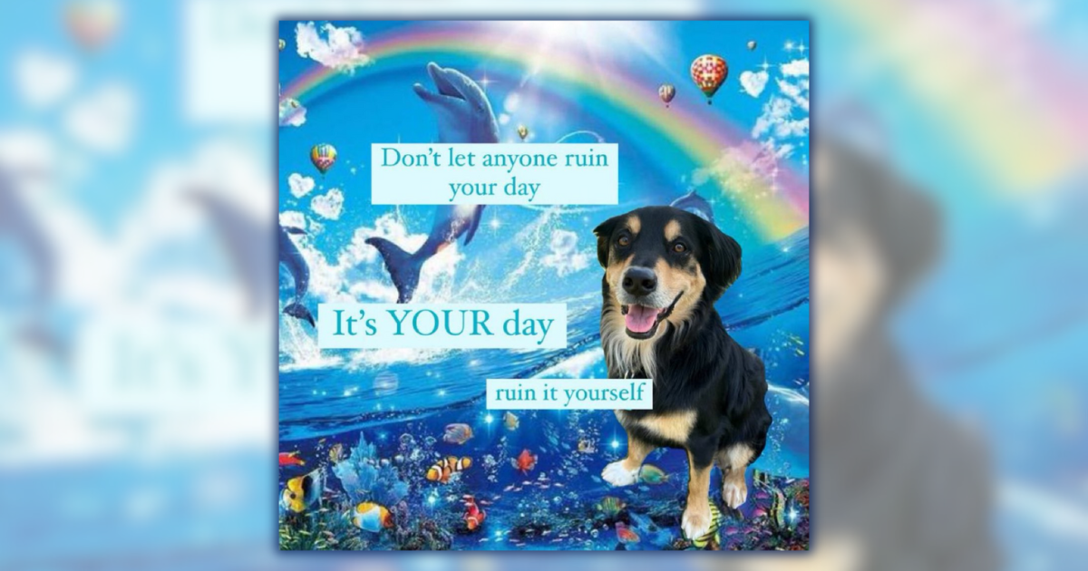 21 Motivating Monday Dog Memes for Hardworking Hoomans Who Want Another ...