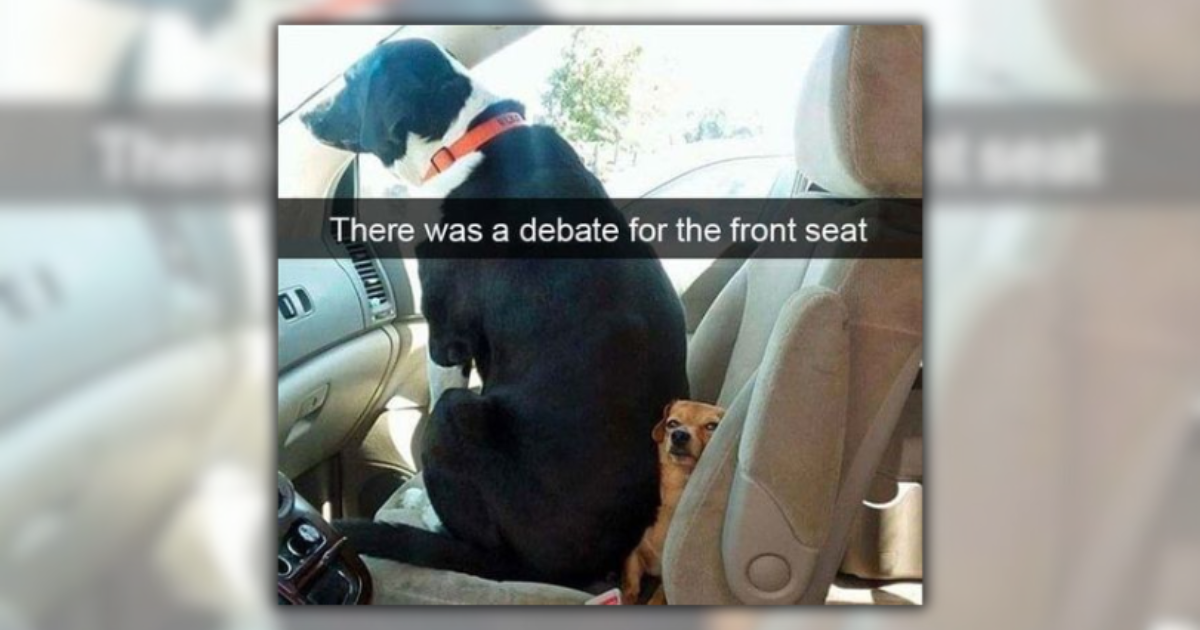 21 Dog Memes so Relatable to Dog Pawrents You'd Think They're About ...