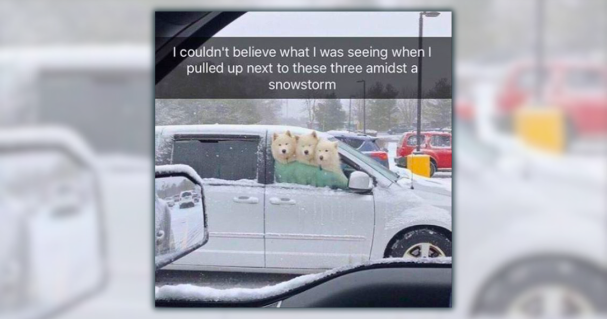 24 Wholesome Dog Memes to Warm Your Hooman Heart During This Woeful ...