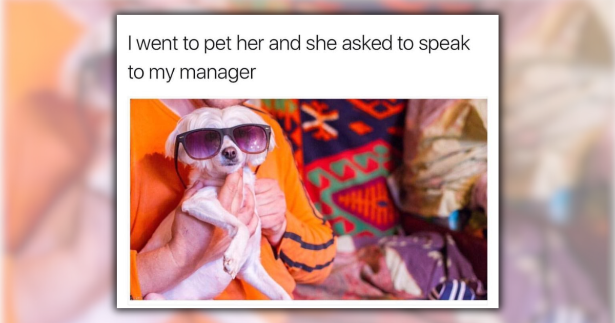 23 Dog Memes for Karens Who'll Call the Manager if They're Not Funny ...