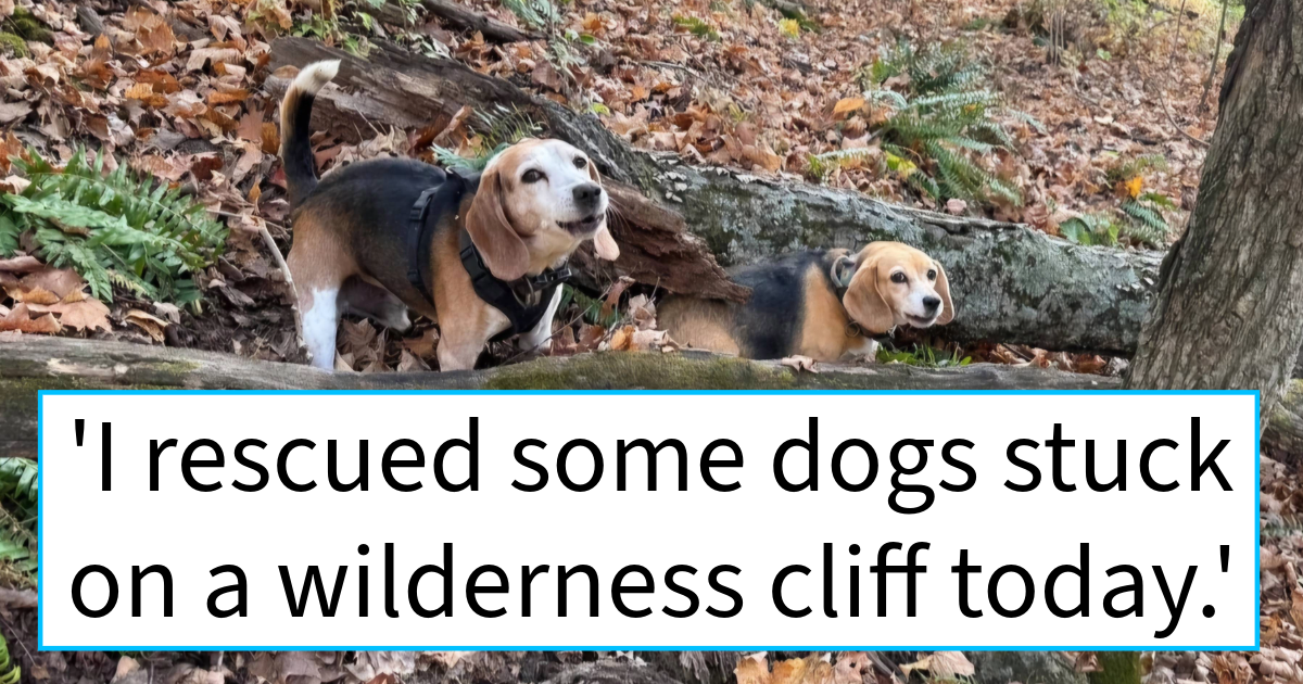 Two doggos get stuck in hiking accident, one howls for help until ...