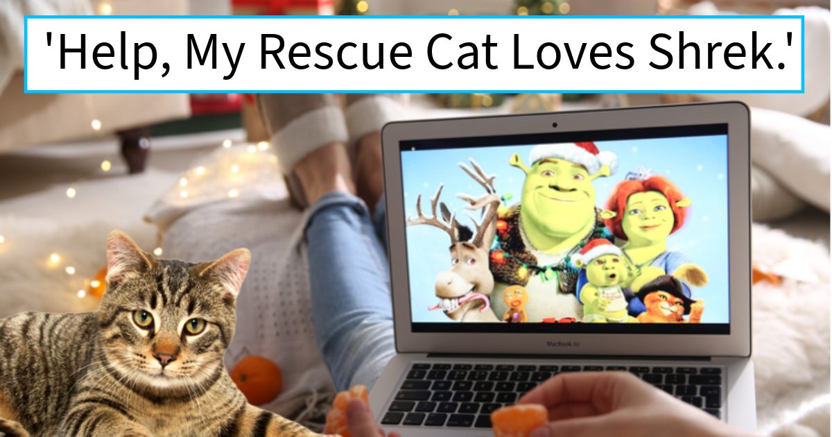 ‘Help, my rescue cat loves Shrek’: Person adopts unique shelter cat and ...