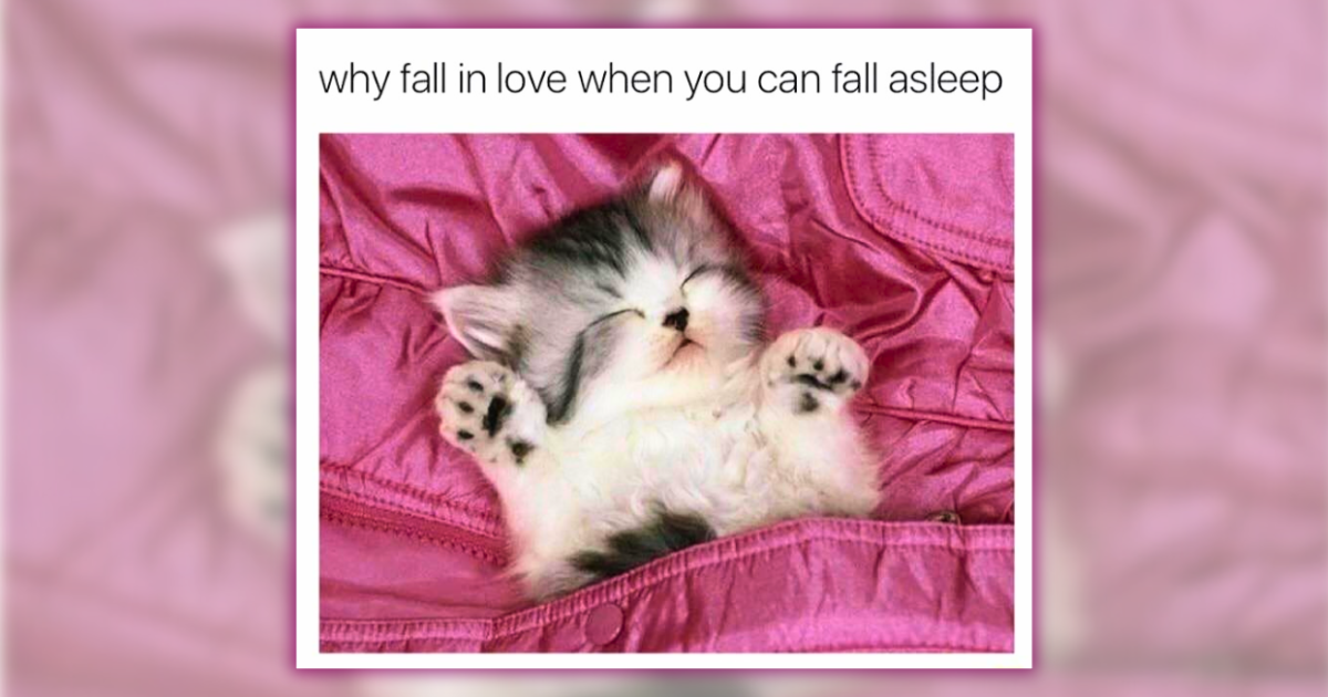 21 Cat Memes for Feline Fans Already Over February and its Mushy ...