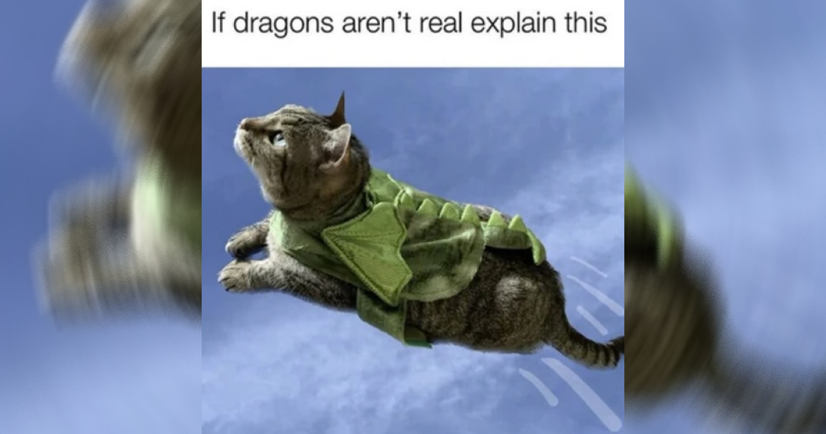 Funniest Cat Memes for Feline Fanatics (February 5, 2025) - Memebase ...