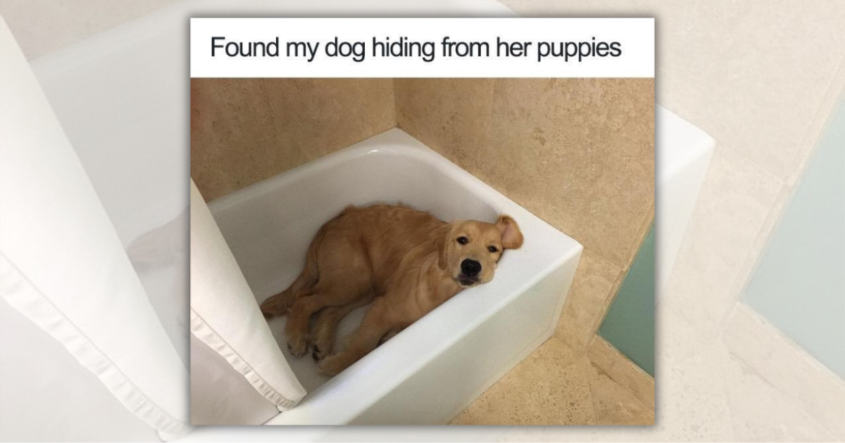 Dog Hiding Memes