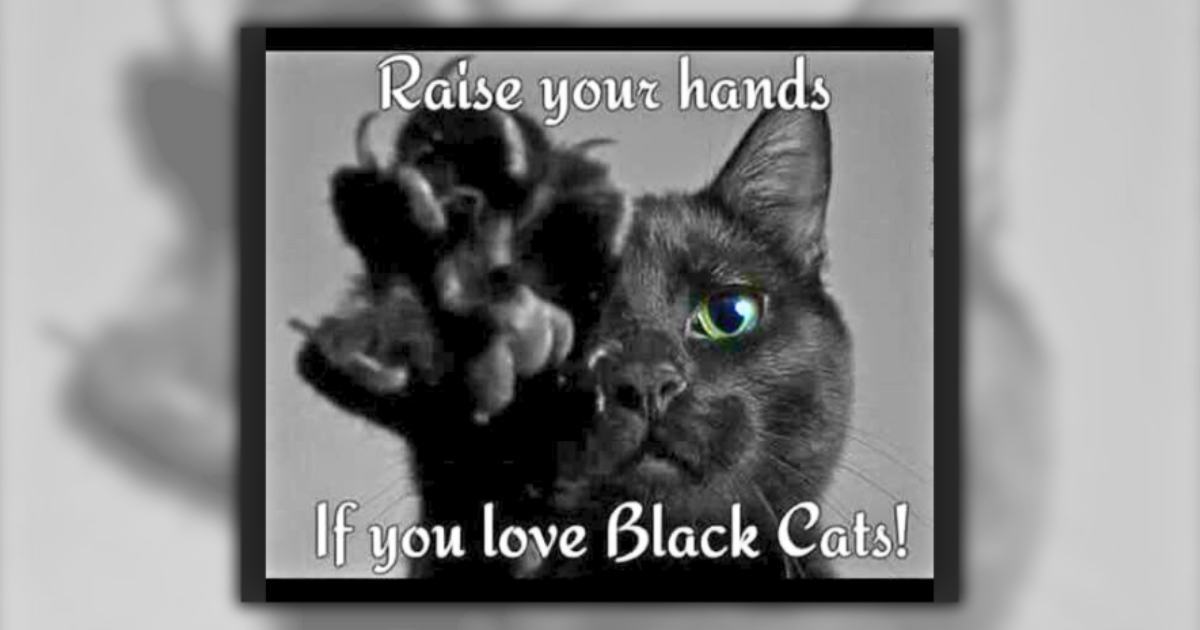 22 Beautiful Black Cat Memes for Weekend Witches Watching Wicked - I ...