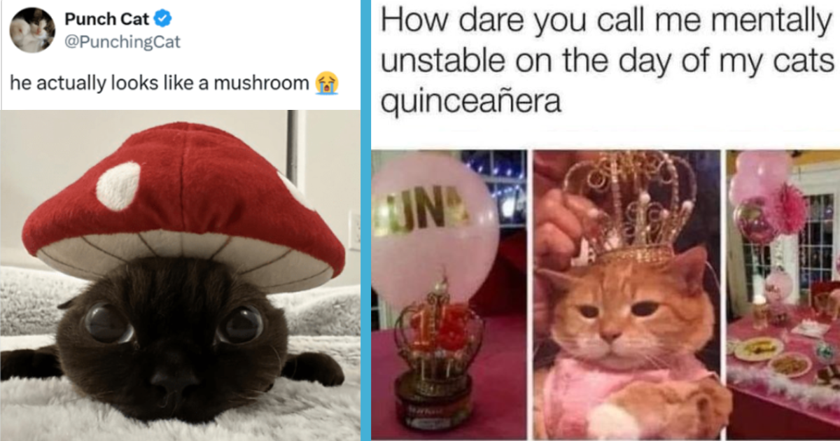 Your Weekly Caturday Meowgazine: 20 Most Iconic 'I Can Has Meowments ...