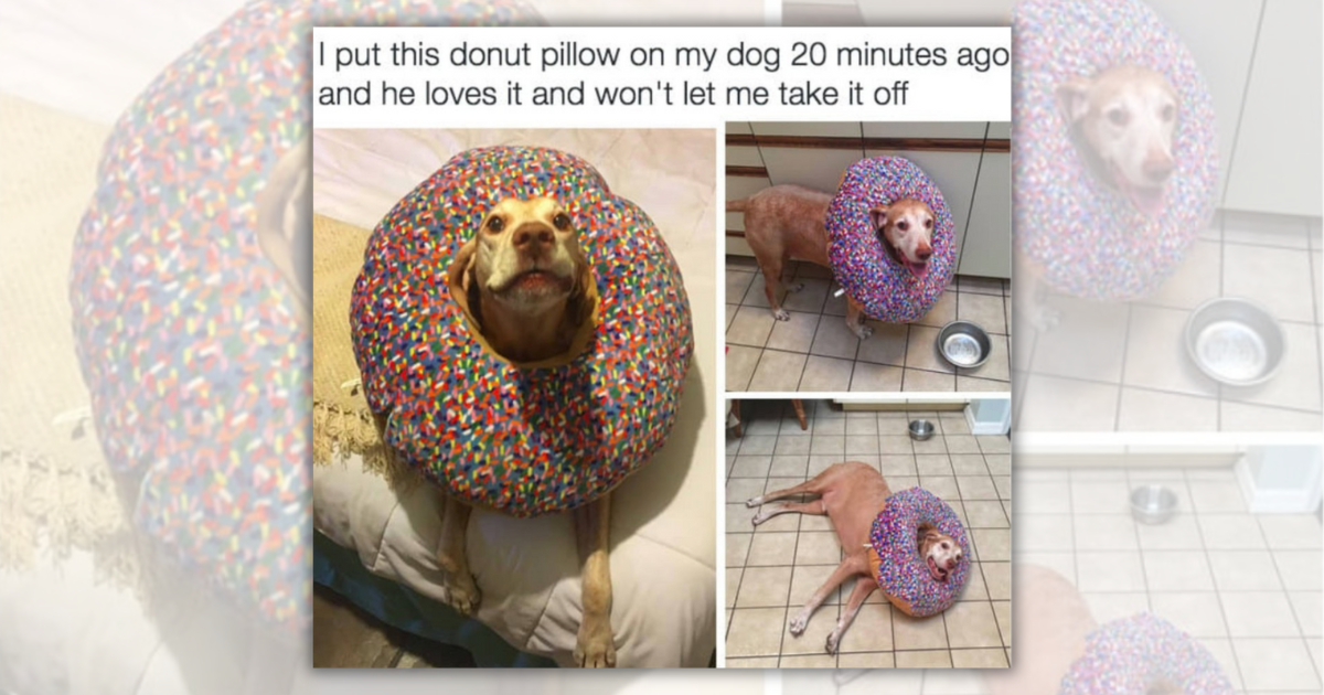 A Mix of Wholesome and Hilarious Animal Memes to Keep You Smiling ...