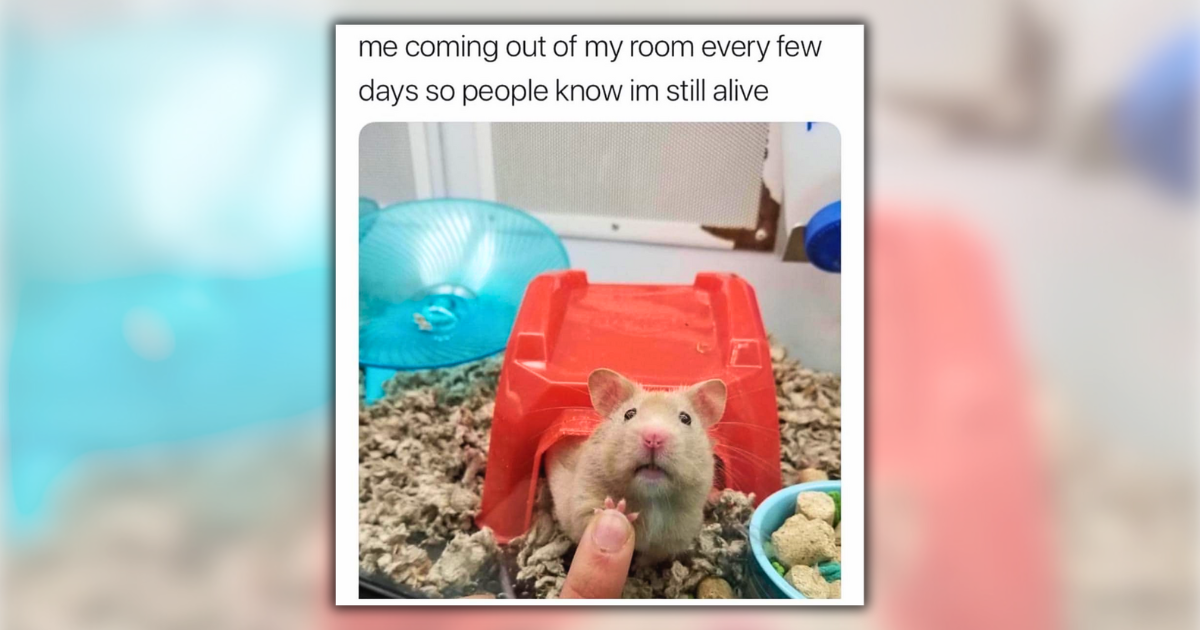 20 Honeyed Hamster Memes for Hearty Hoomans Who Need a Smol Dose of ...