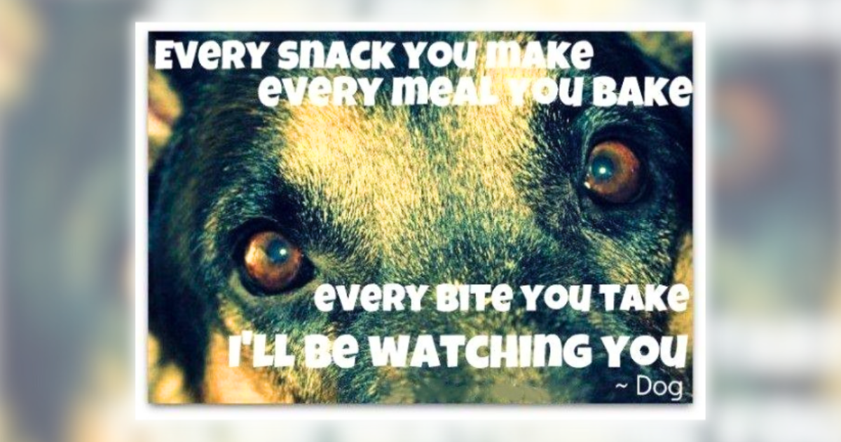 24 Dog Memes That Won't Do Trouble While You're Out at Work This Monday ...