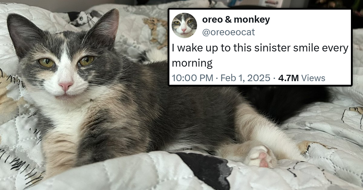 21 of the Most Purrfectly Silly Cat Memes and Tweets of the Week ...