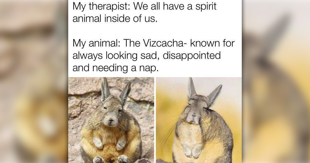 24 Uplifting Funny Memes Of Animals Being Complete And Total Derps ...
