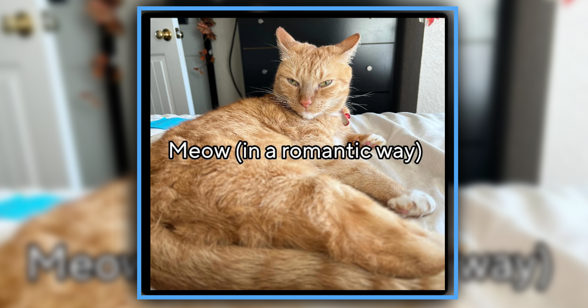 Feisty Feline Love Fest Fur Hoomans Who’ve Got That Orange Cat In Them - I Can Has Cheezburger?