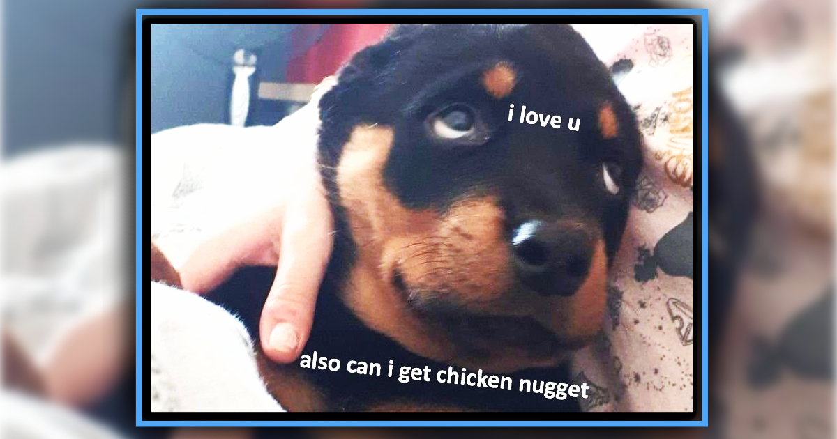 28 Cuddly Canine Memes to Make Your Heart Melt Like Cheese on a Toastie ...