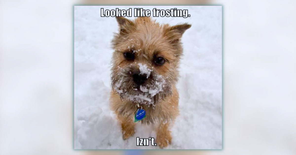 24 Snowy Silly Memes of Adorable Animals Covered in Winter's Frosting ...