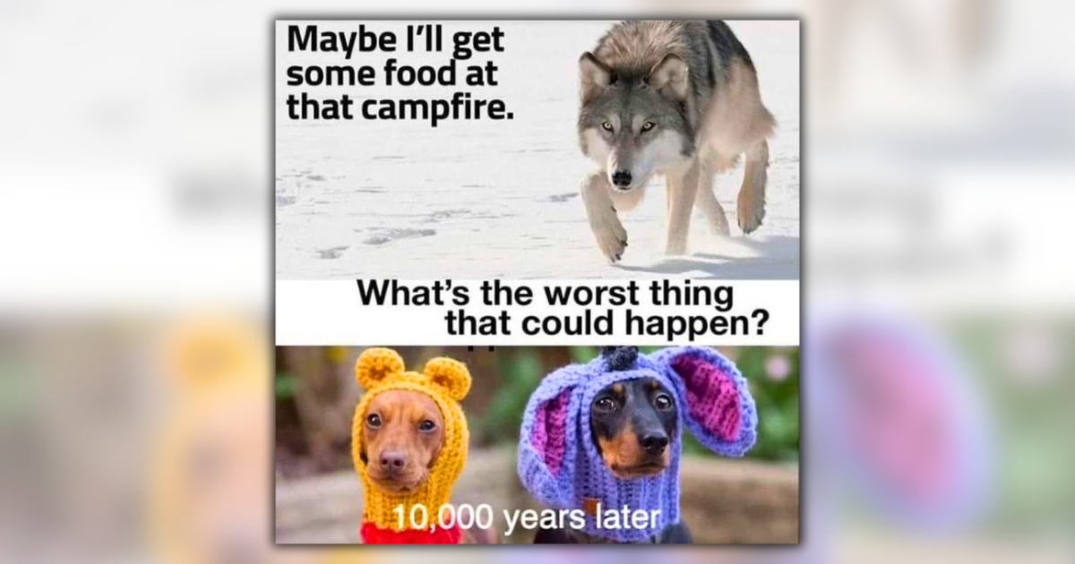 22 Doofus Dog Memes Bringing a Dose of Delight to Your Day - Animal ...