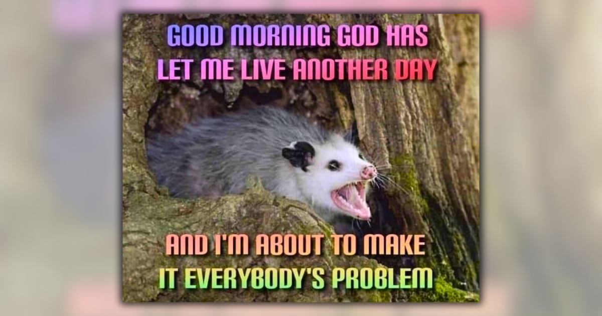 24 Ostentatious Opossum Memes Screaming at This Silly Day so You Don't ...