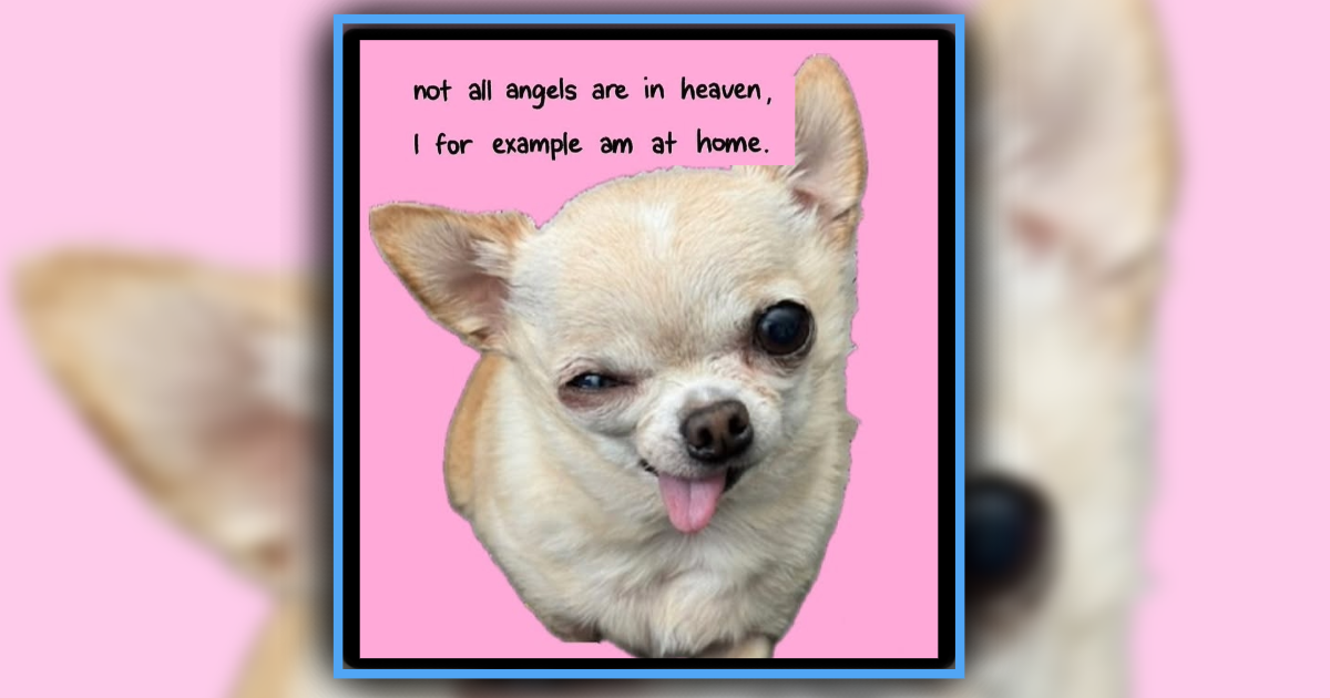 20 Wacky Dog Memes to Tickle Your Funny Bone: Your Daily Dose of ...