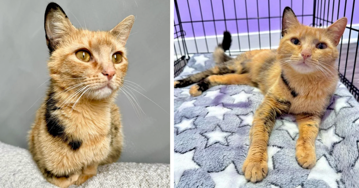 ‘I’ve never seen a coat like that before': Feline father finds ...