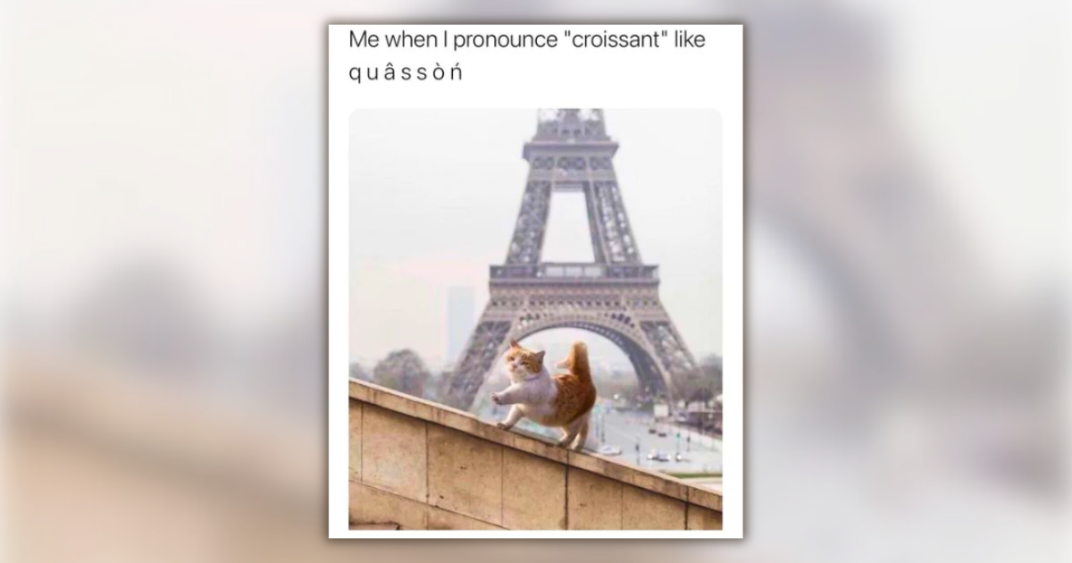 22 Caturday Cat Memes for People Who Want Weekend Feline Funnies Right ...