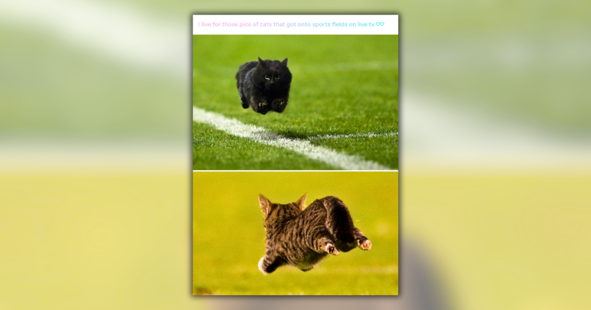 36 Cat Memes Meowing at You Until You Start Meowing Back at Them - I ...