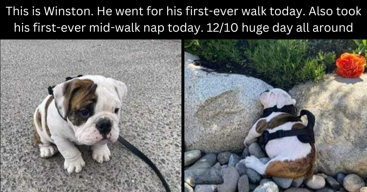 24 Outrageously Cute Animals to Waddle Into the Work Week With a Wiggle ...