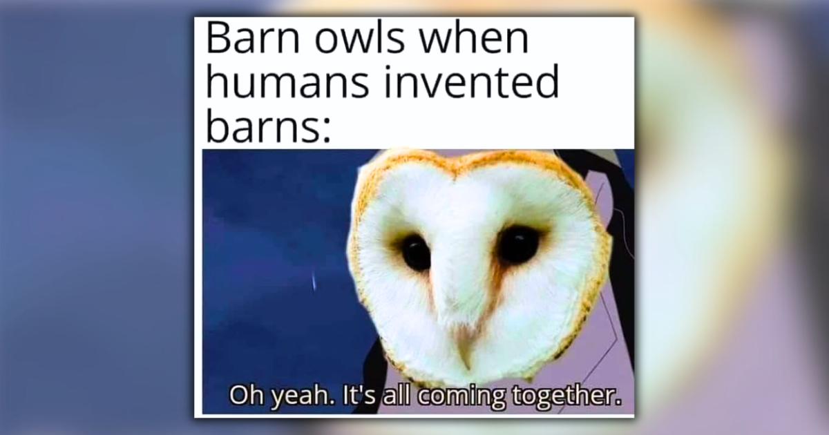 26 Hilarious Animal Memes to Silly-Up Your Saturday for a Wholesome ...