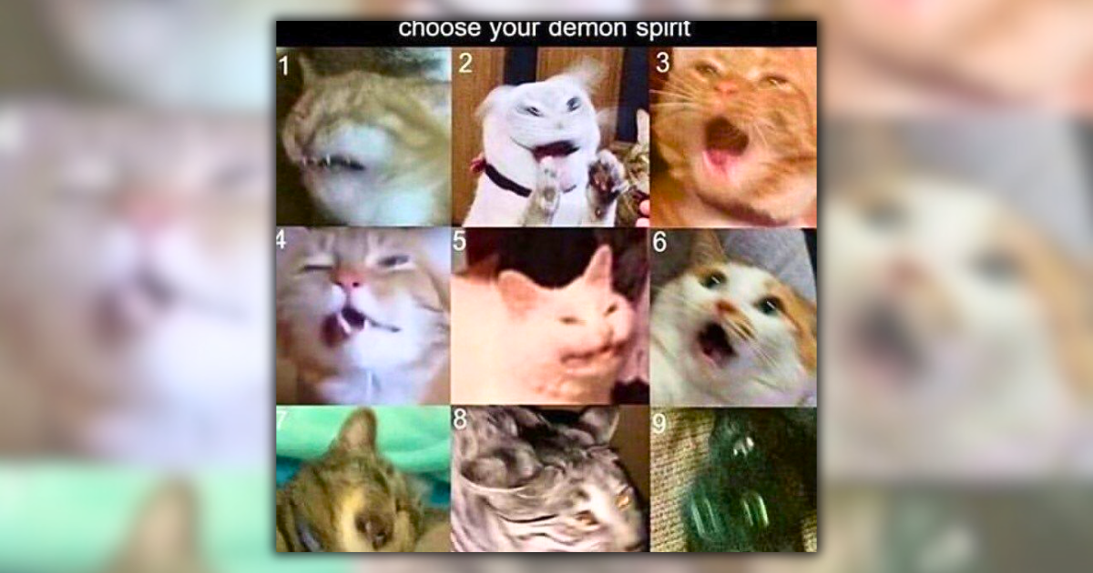 24 Silly Cat Memes Supporting Your Sunday Madness of Pre-Monday Meowing ...