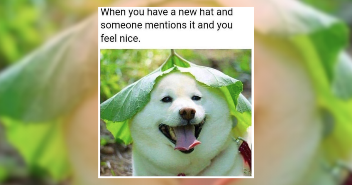 25 Happy Little Memes That Highlight the Best Parts of Being Human ...