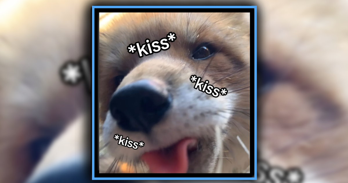 26 Fluffy and Affectionate Foxes Bringing a Whisker of Wonder to This ...