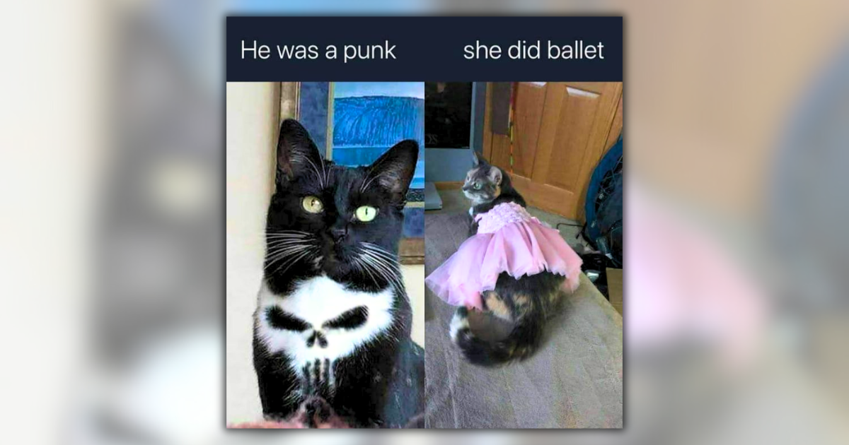 24 Funny Feline Memes to Make Your Moewnday Way More Wholesome - I Can ...