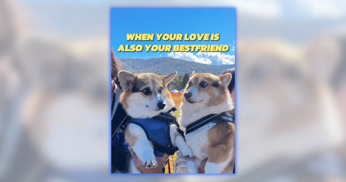 21 Doofus Dog Memes to Send to Your Silly Friend for a Fluffing Laugh ...