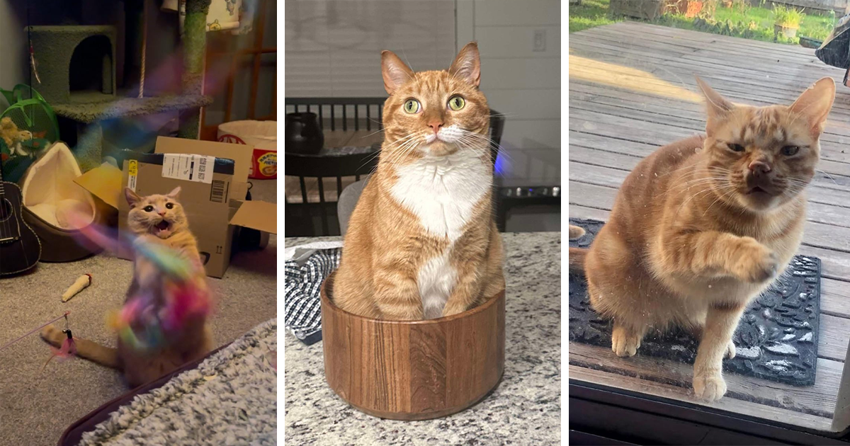 25 Pics of Hilariously Fabulous Ginger Cats Who Have 1 Braincell ...