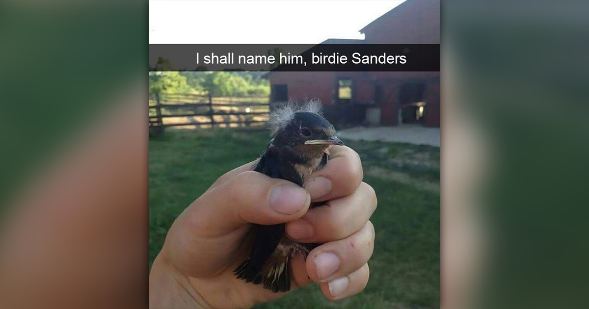 24 Silly Animal Memes and Snaps to Help Start Your Day off with a ...