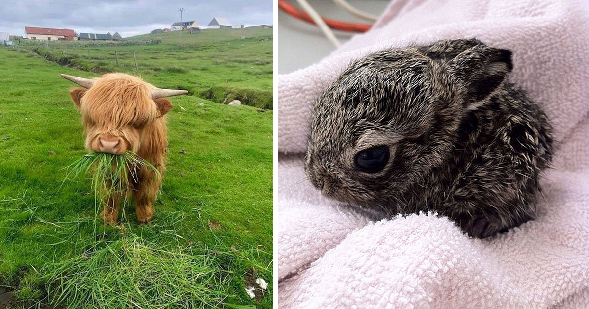 25 Itty Bitty Cute Baby Animals To Bring A Smile To Your Face (February ...