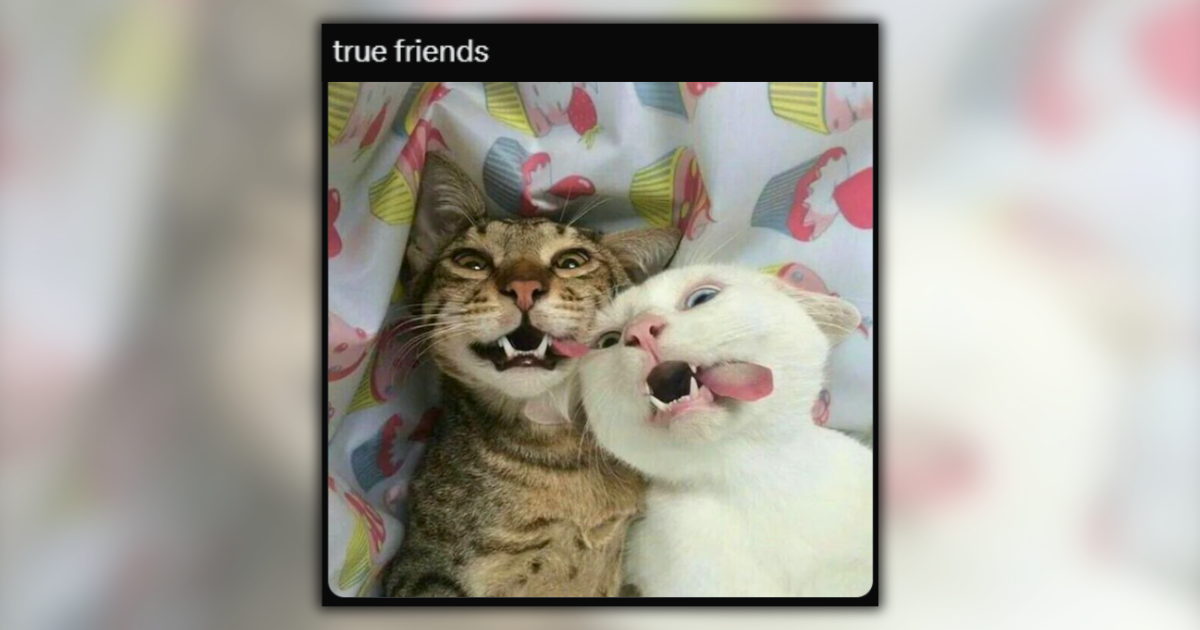 26 Cute Cat Memes You Should Share With Your Fellow Feline Fanatic ...